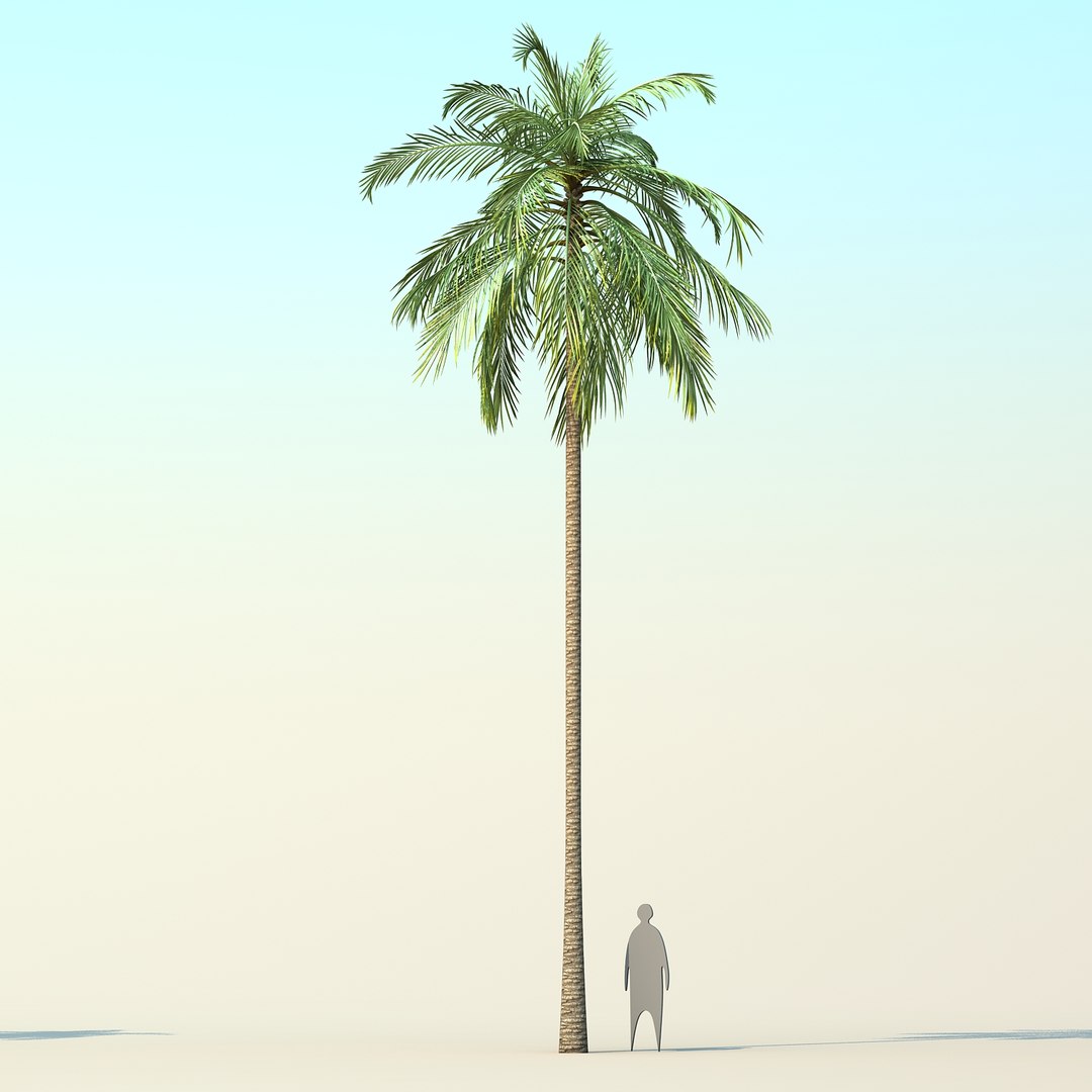 Max Coconut Palm