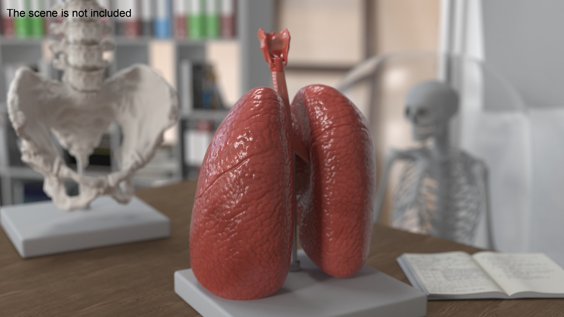 3D Human Lungs And Bronchial Tree Anatomy Model - TurboSquid 2386890