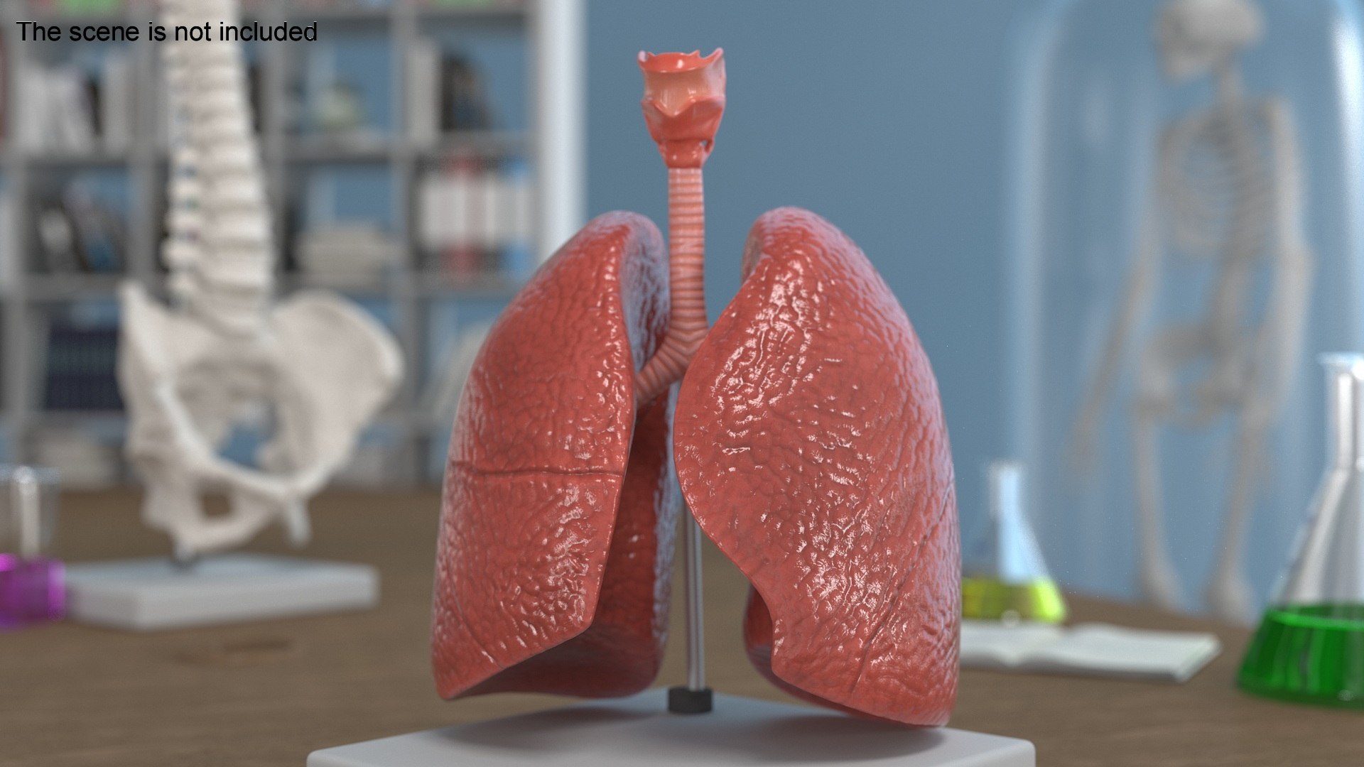 3D Human Lungs And Bronchial Tree Anatomy Model - TurboSquid 2386890