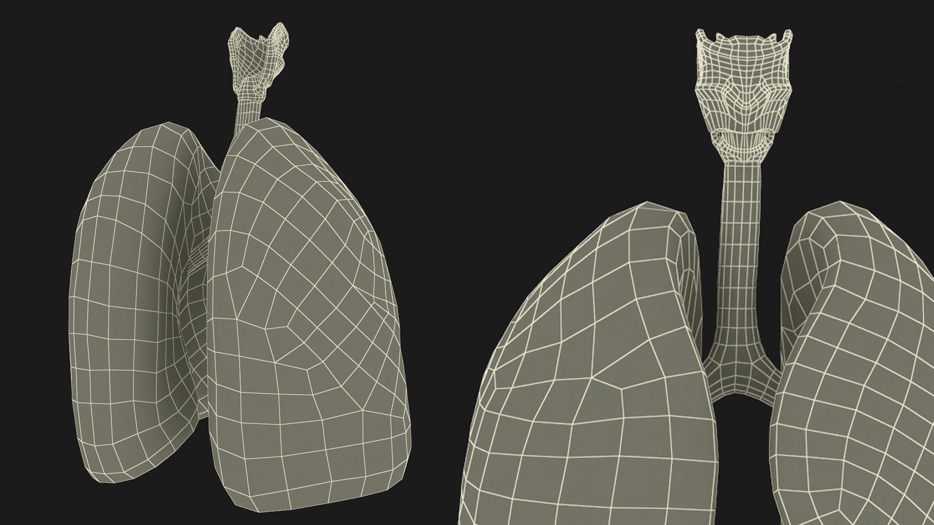 3D Human Lungs And Bronchial Tree Anatomy Model - TurboSquid 2386890