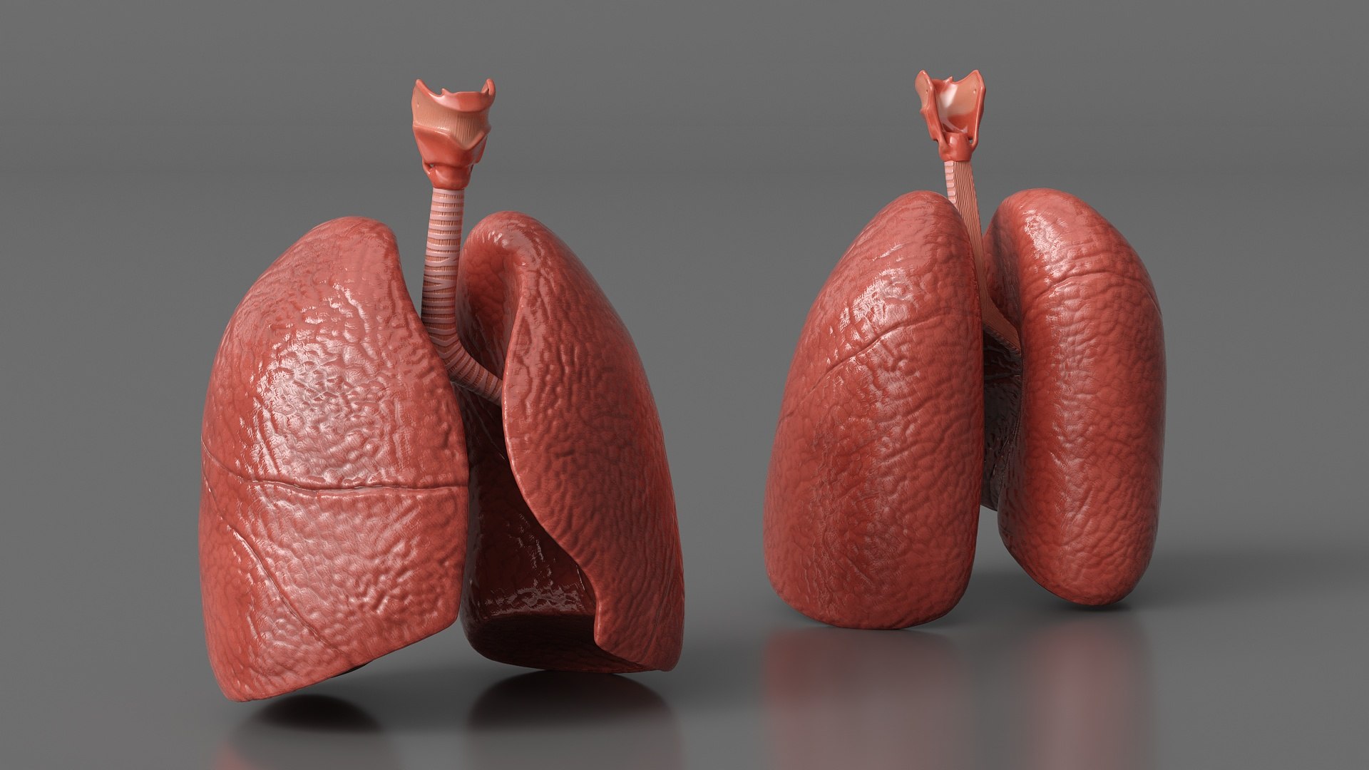 3D Human Lungs And Bronchial Tree Anatomy Model - TurboSquid 2386890