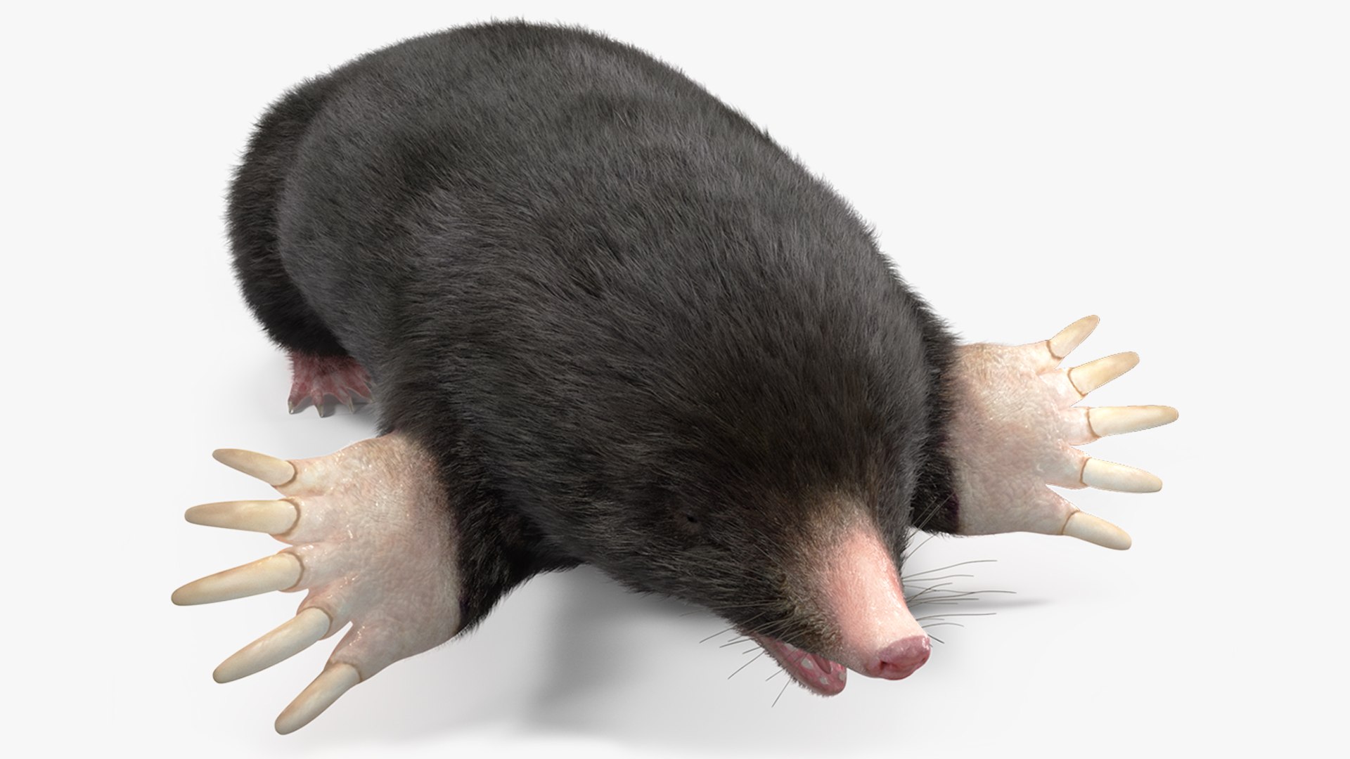 Talpa Europaea Fur 3D Model - TurboSquid 2220709