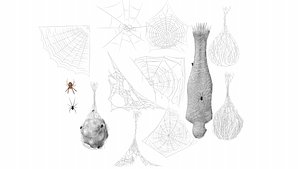 webbing organic 3d model