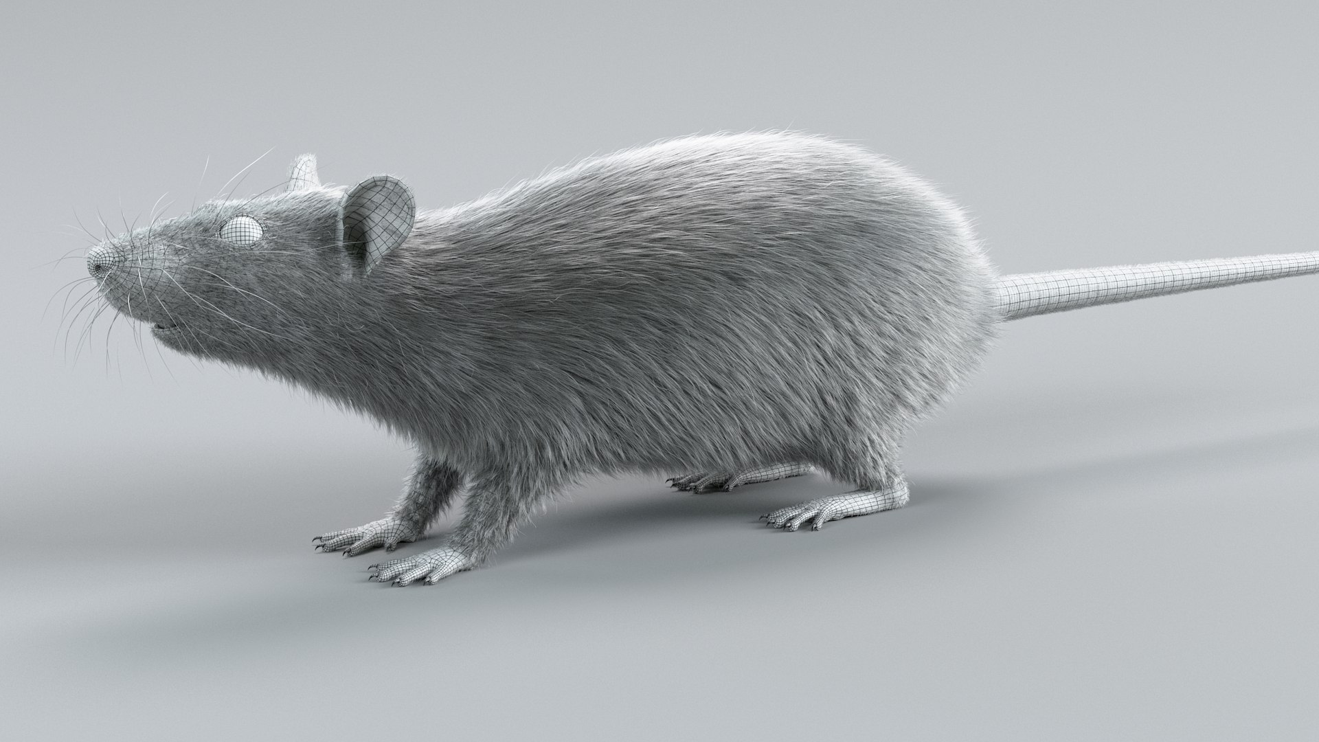 Decorative Rat Static Xgen 3D Model - TurboSquid 2372440