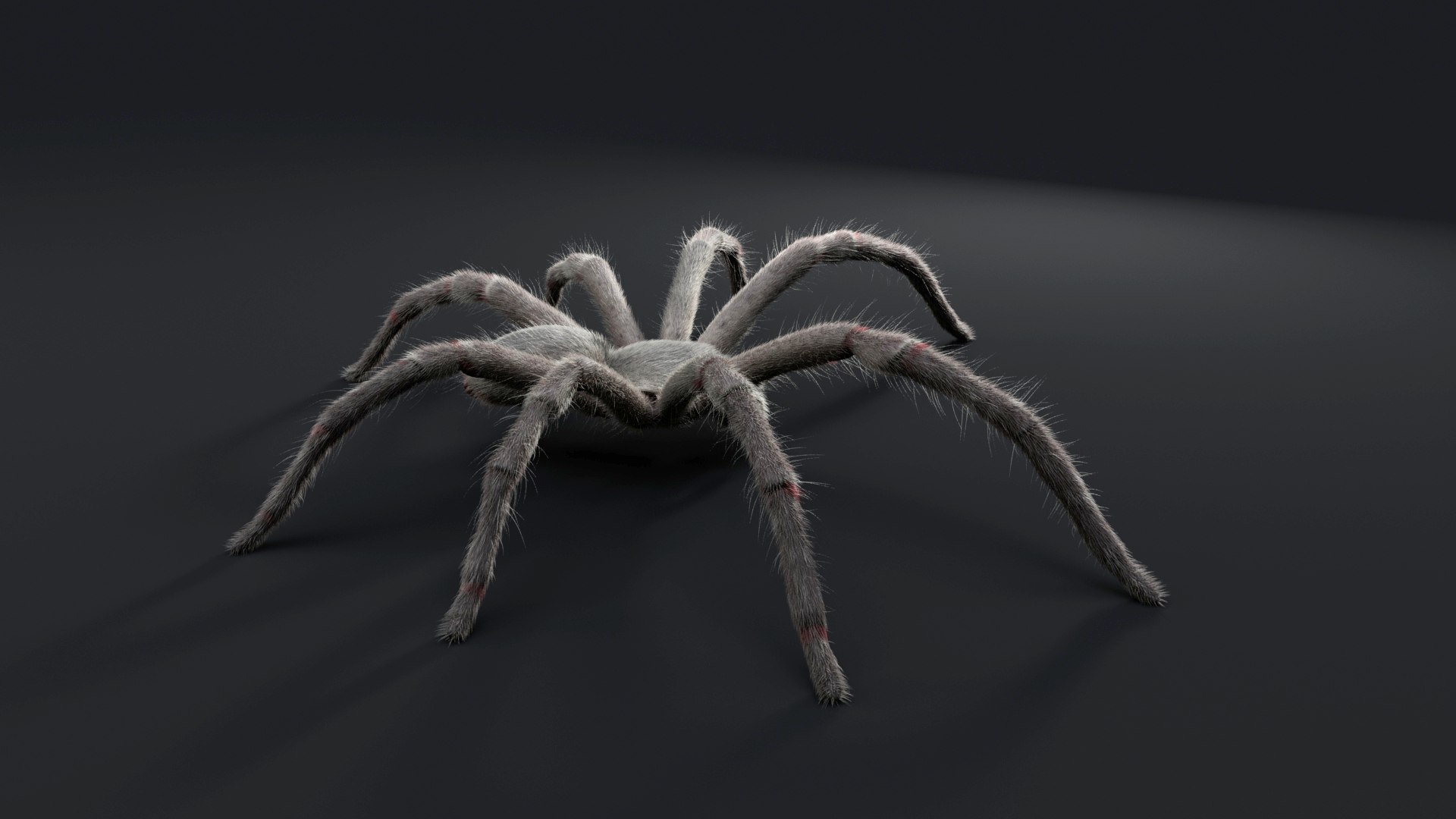 Huntsman Spider 3D Model - TurboSquid 2169996