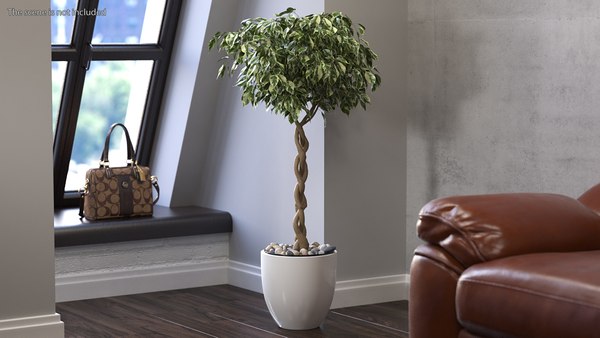 Houseplants Collection 4 3D model - TurboSquid 1828951