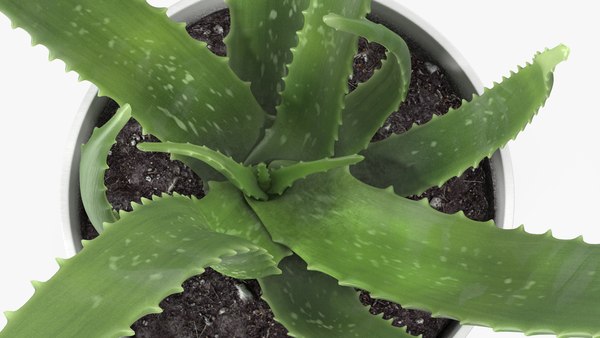 modelo 3d Colección de plantas de interior 4 - TurboSquid 1828951