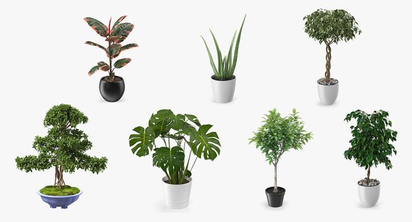 Houseplants Collection 4 3D model - TurboSquid 1828951