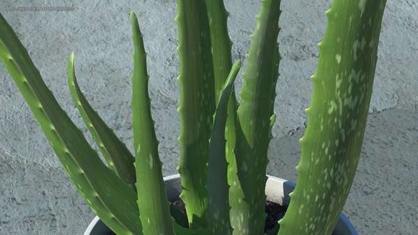 modelo 3d Colección de plantas de interior 4 - TurboSquid 1828951