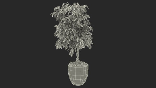 modelo 3d Colección de plantas de interior 4 - TurboSquid 1828951