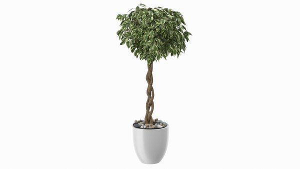 modelo 3d Colección de plantas de interior 4 - TurboSquid 1828951