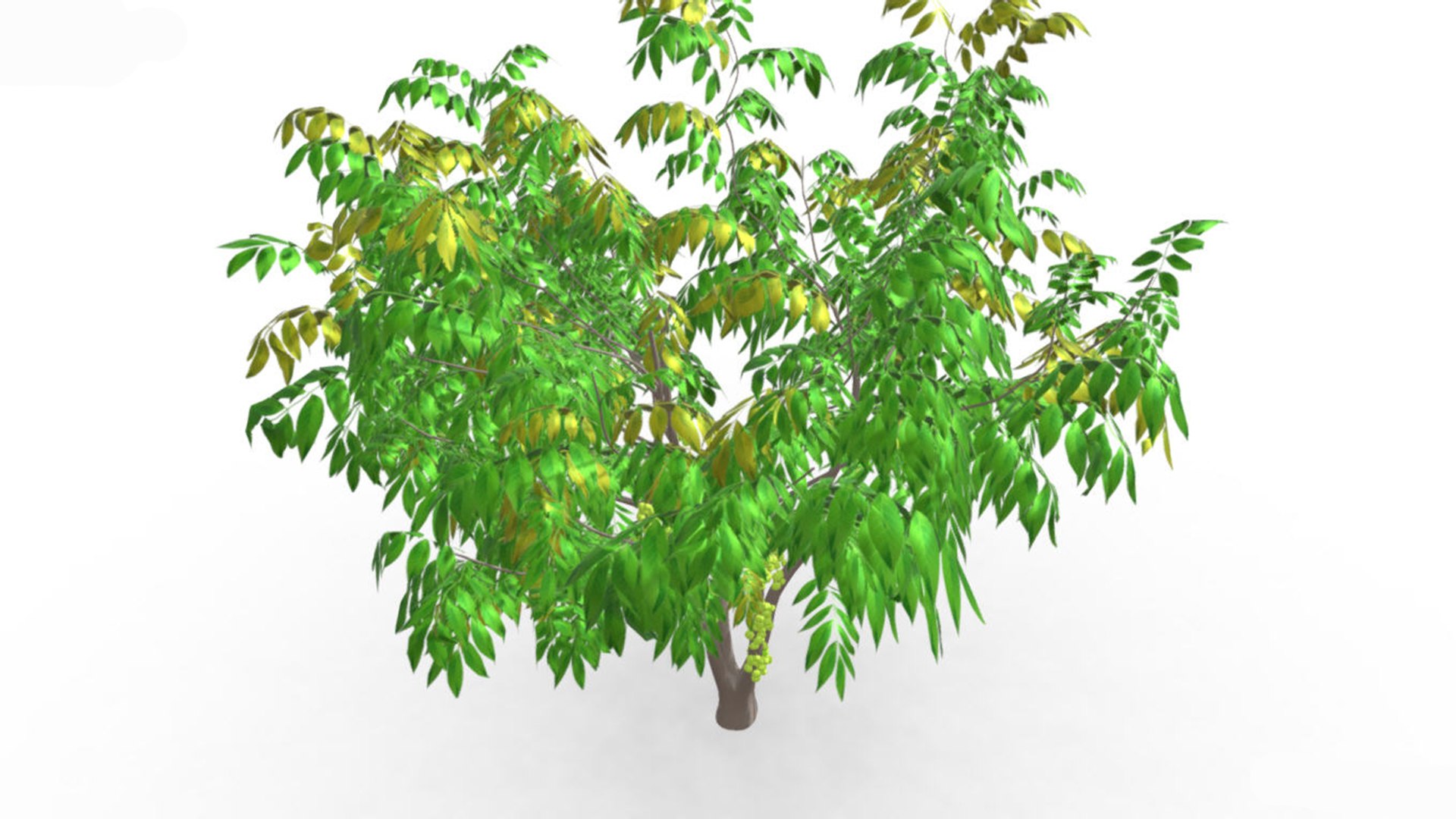 Cambodian Sour Fruit 3D - TurboSquid 2249089