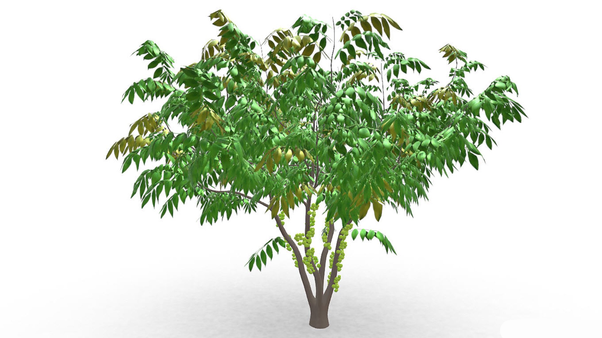 Cambodian Sour Fruit 3D - TurboSquid 2249089