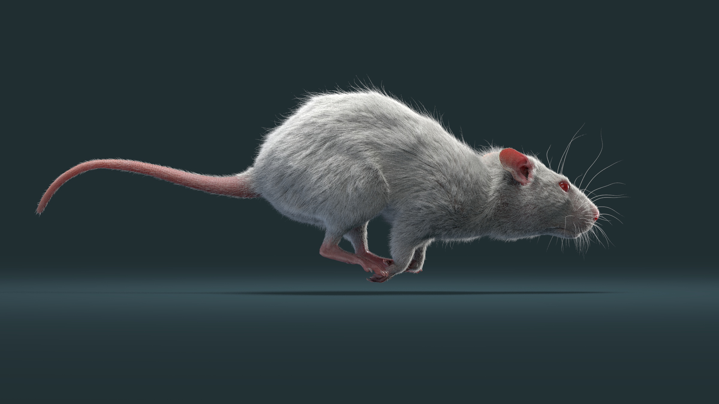 Coleção Animada de Pele de Rato Modelo 3D - TurboSquid 1664211