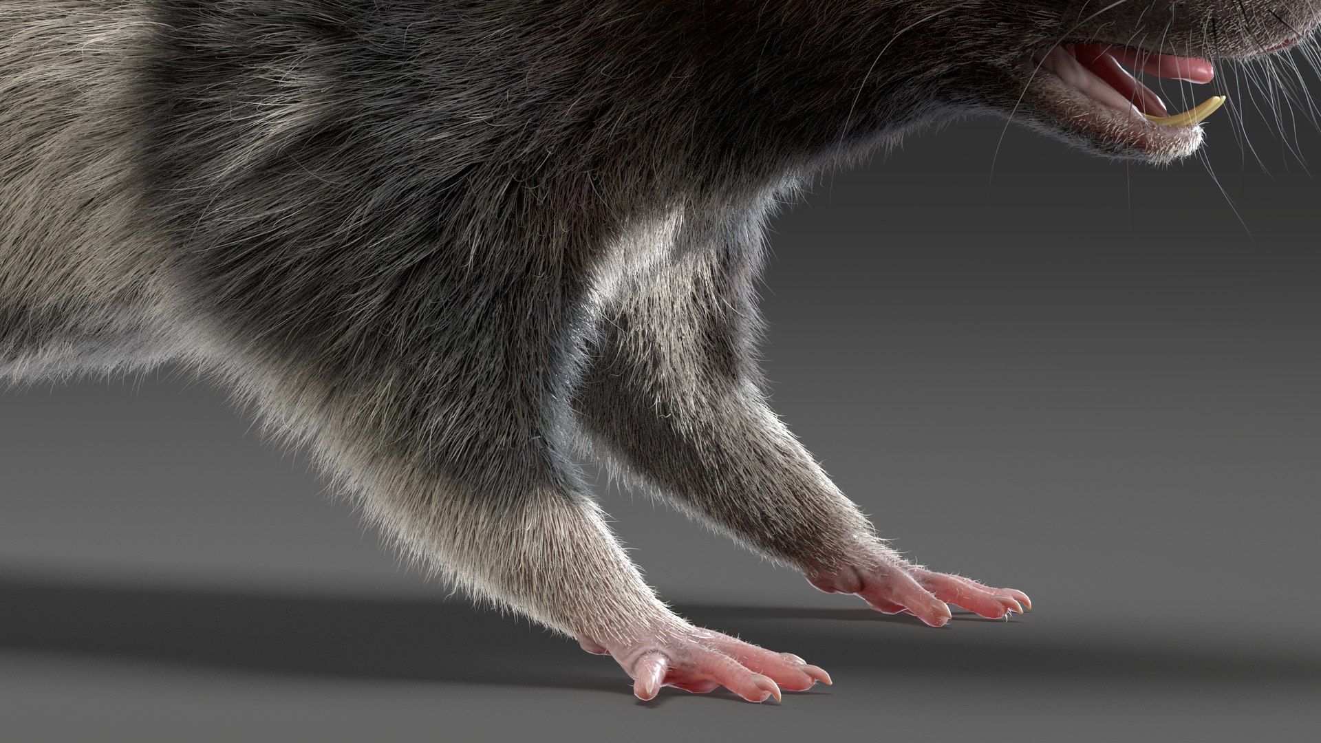 Coleção Animada de Pele de Rato Modelo 3D - TurboSquid 1664211