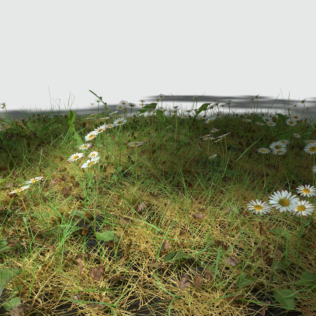 3D Pbr Daisy Meadow Patch Model - TurboSquid 1514477