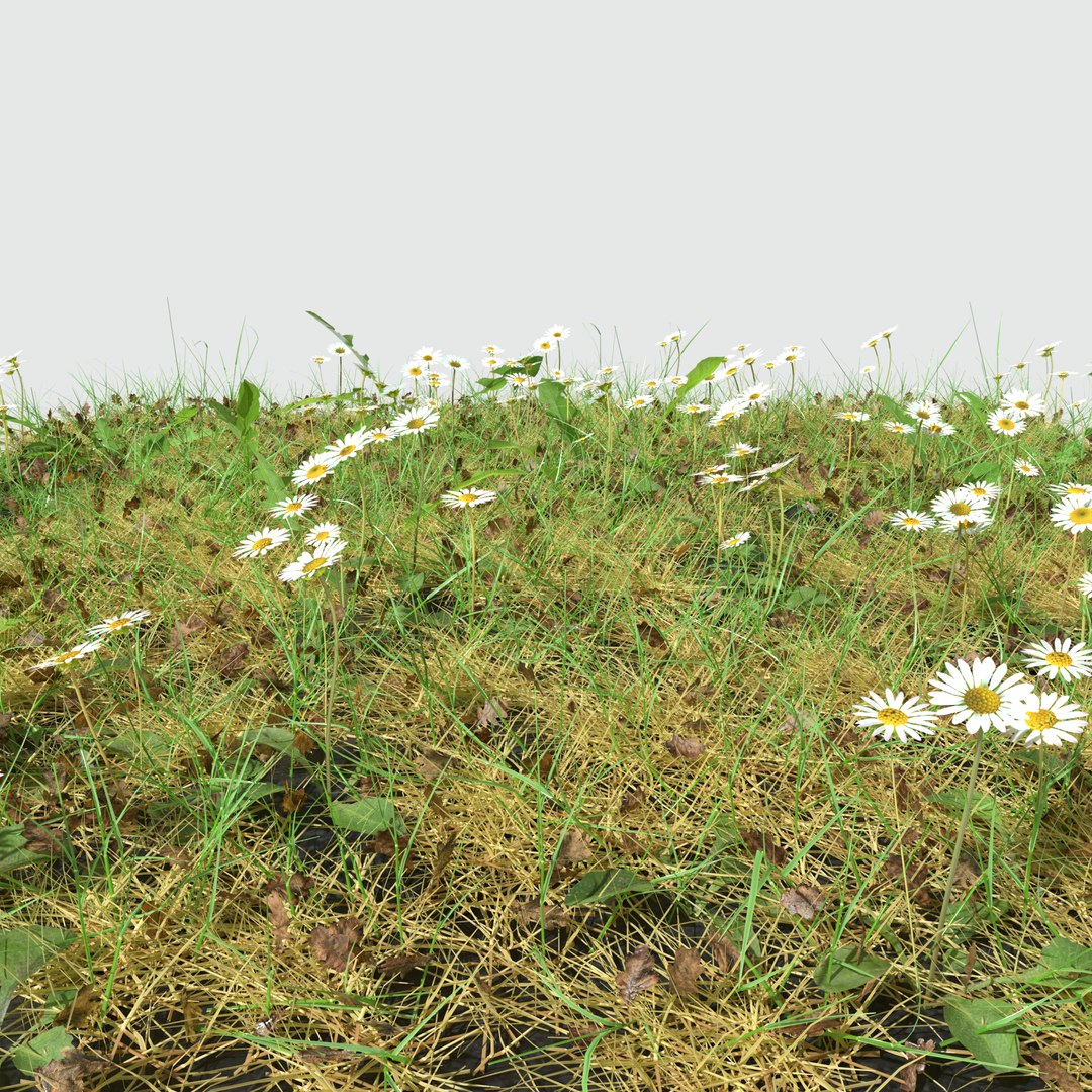 3D Pbr Daisy Meadow Patch Model - TurboSquid 1514477