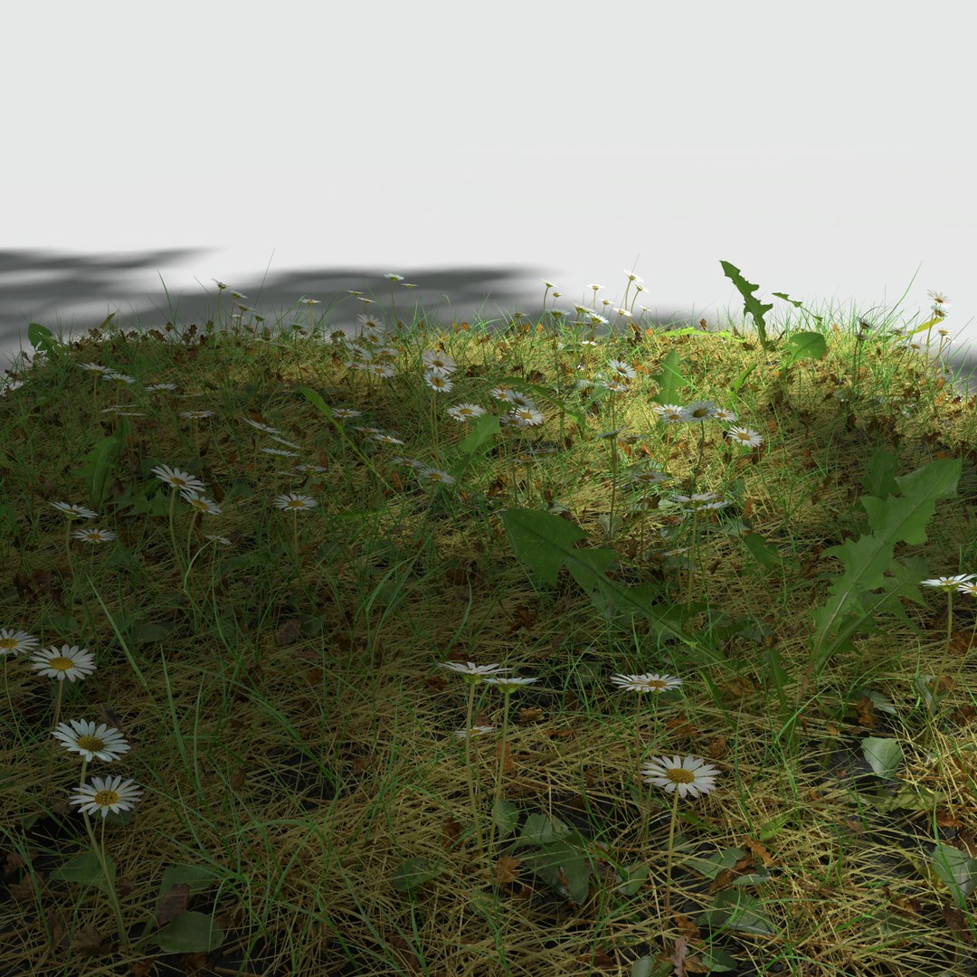 3D Pbr Daisy Meadow Patch Model - TurboSquid 1514477
