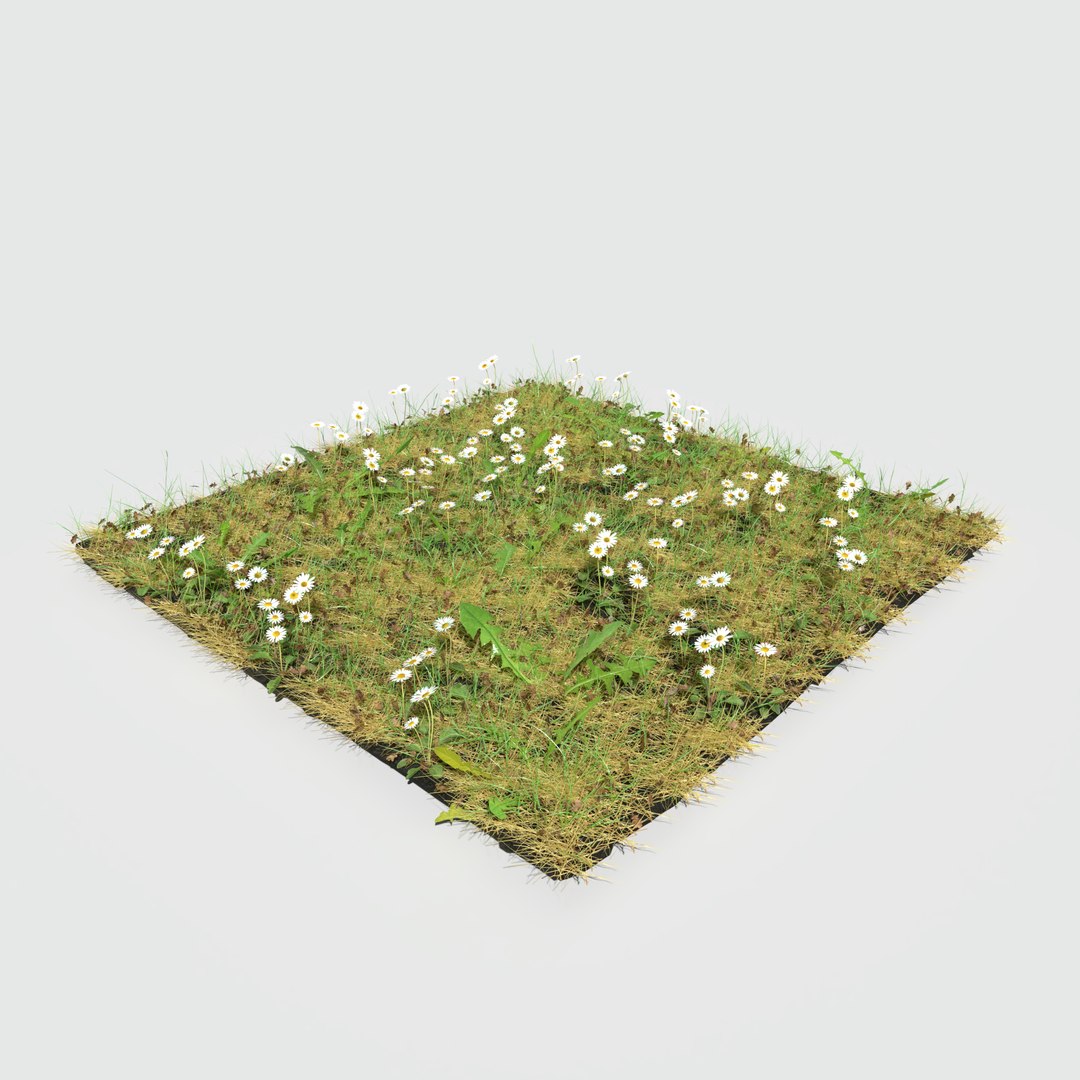 3D Pbr Daisy Meadow Patch Model - TurboSquid 1514477