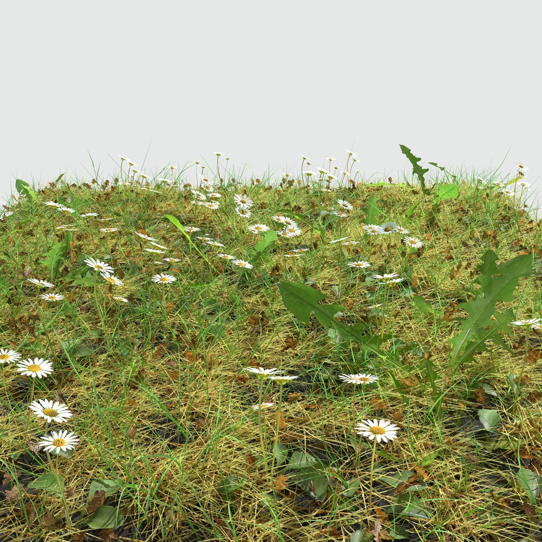 3D Pbr Daisy Meadow Patch Model - TurboSquid 1514477