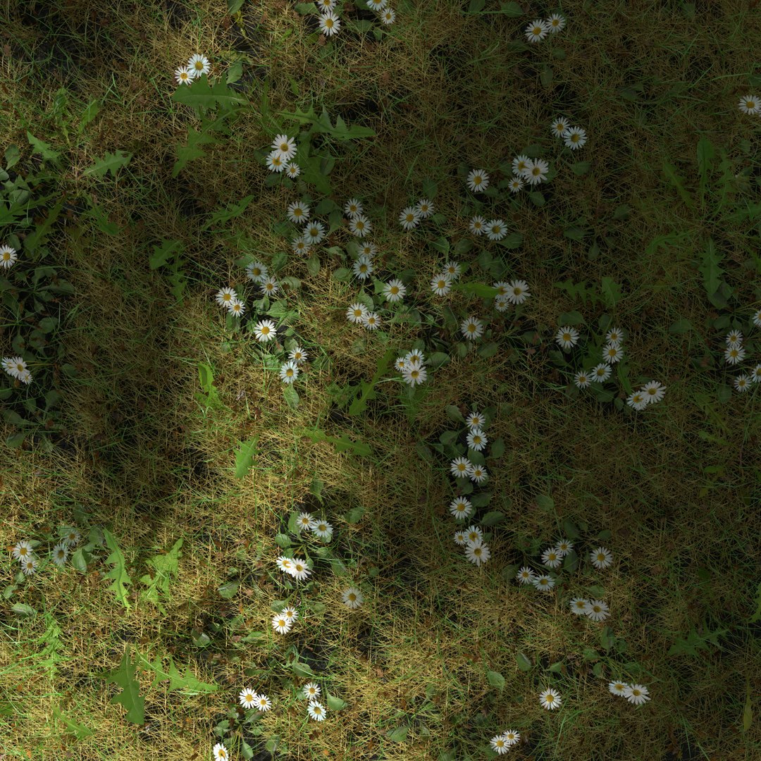 3D Pbr Daisy Meadow Patch Model - TurboSquid 1514477