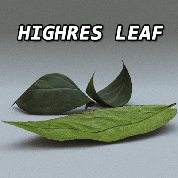 resolution leaves 3d model