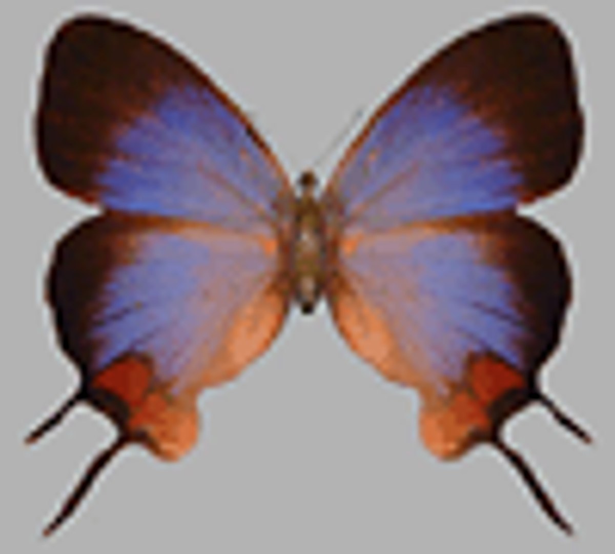 Maya Butterfly Wings