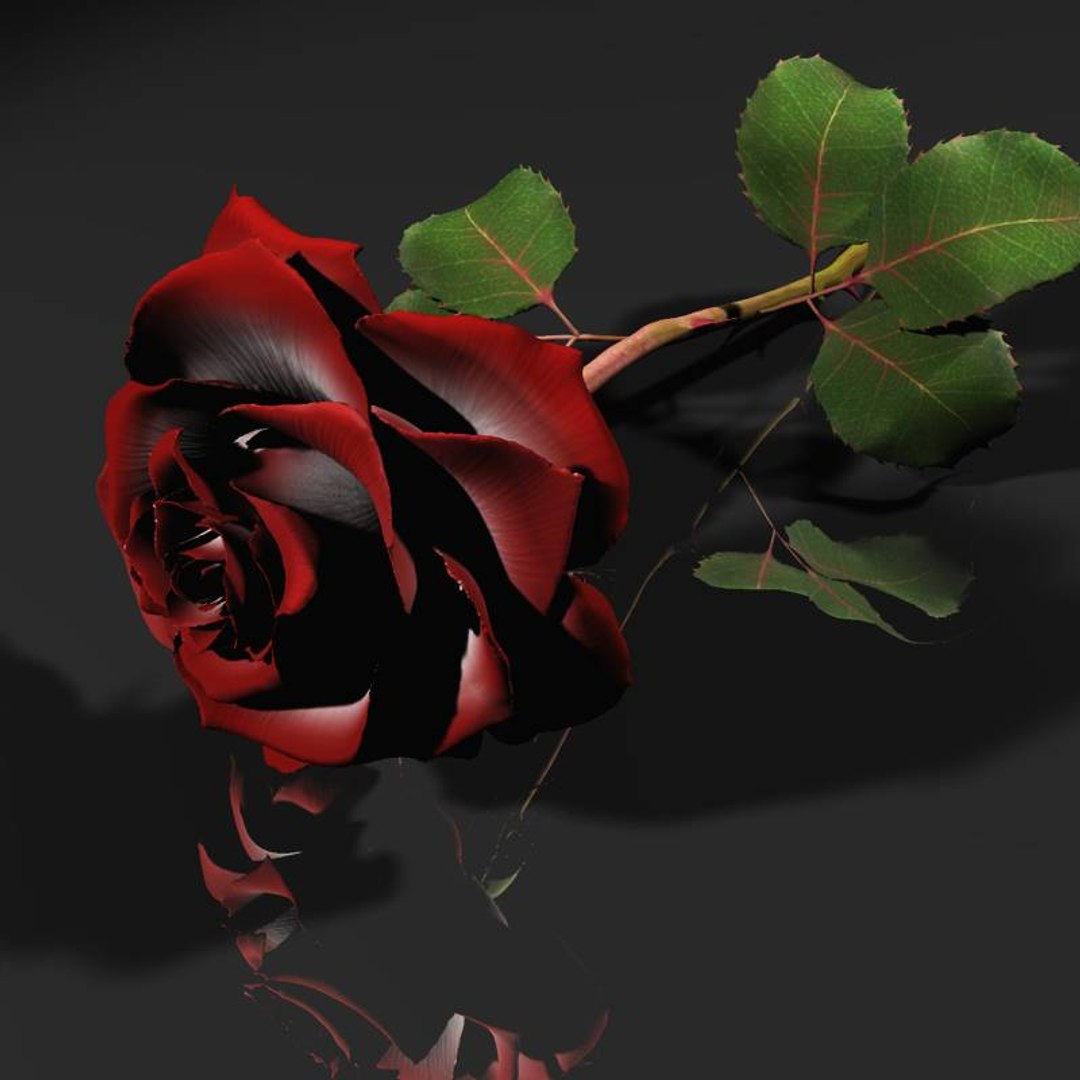 3d model of red white rose