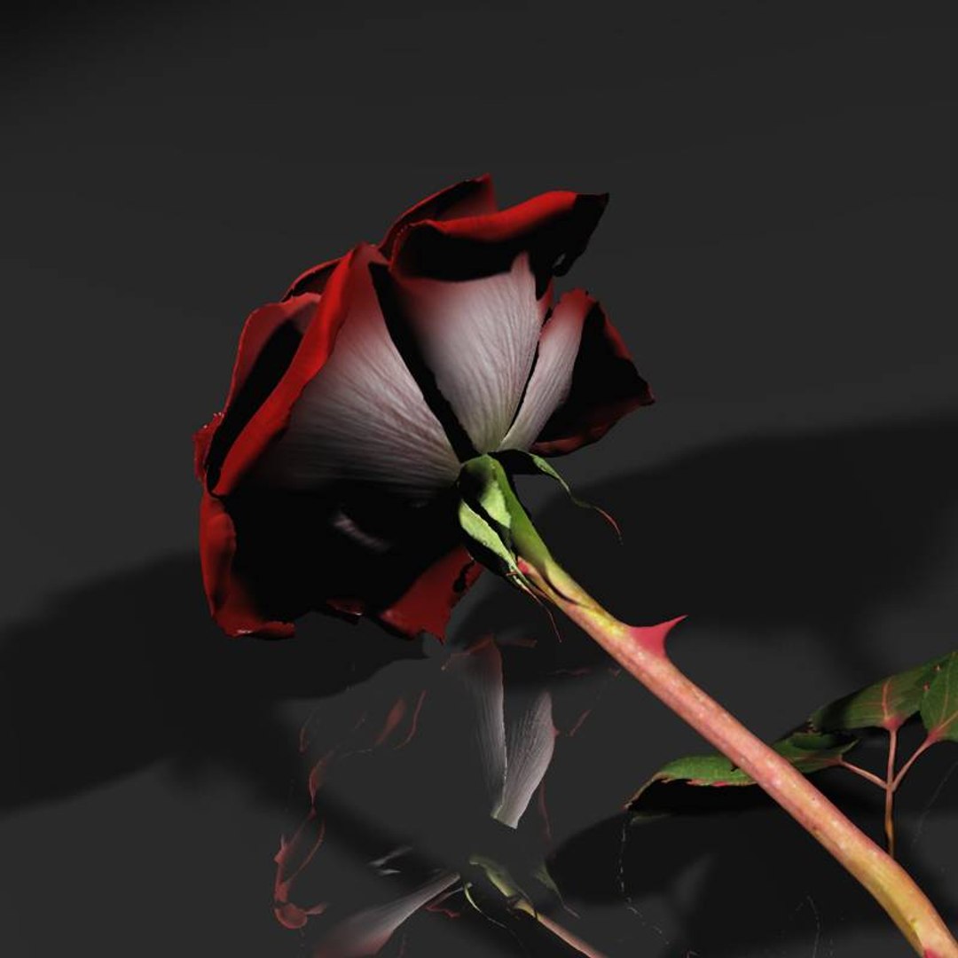 3d model of red white rose