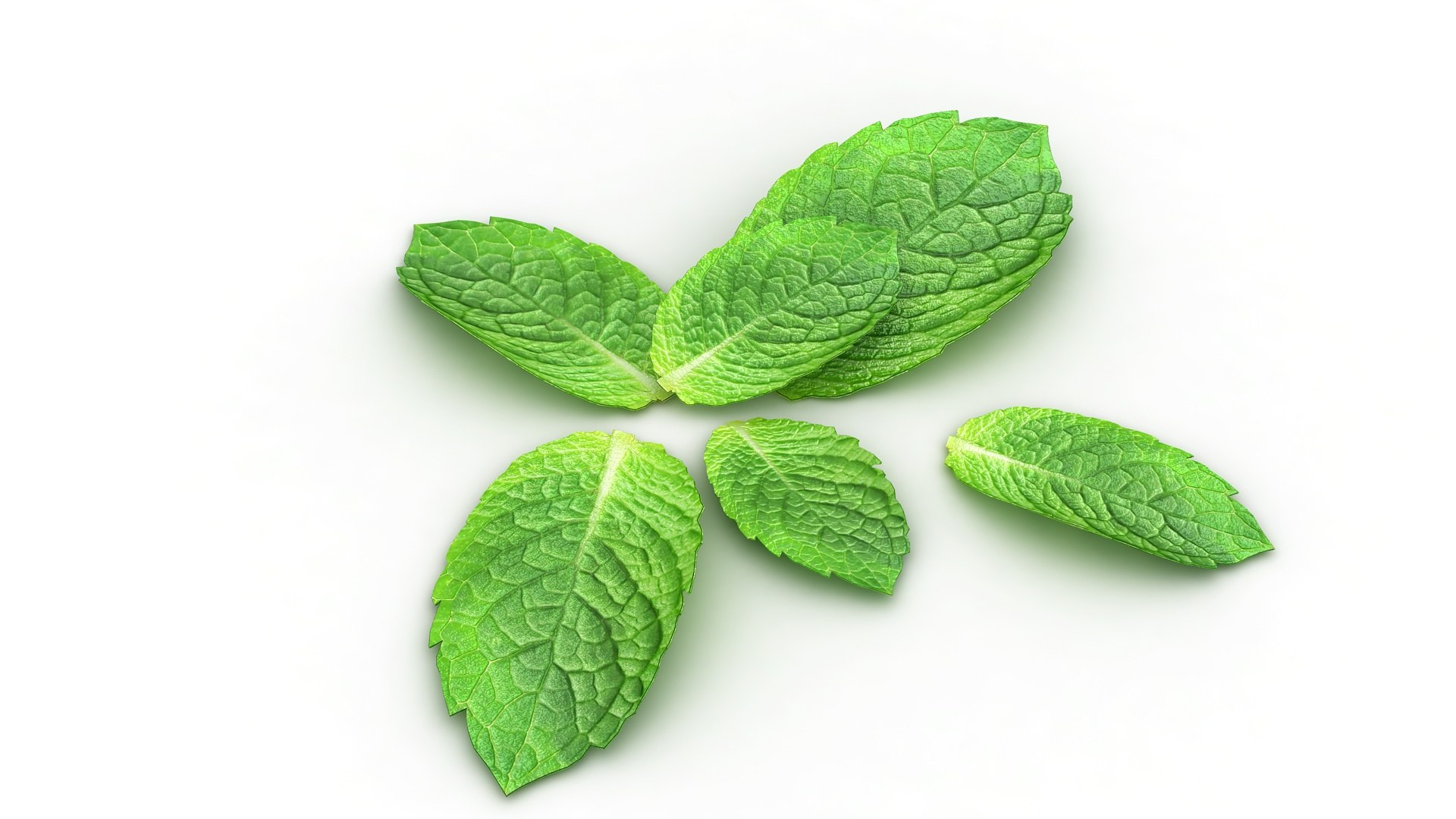 3D Mint leaf - TurboSquid 2049382