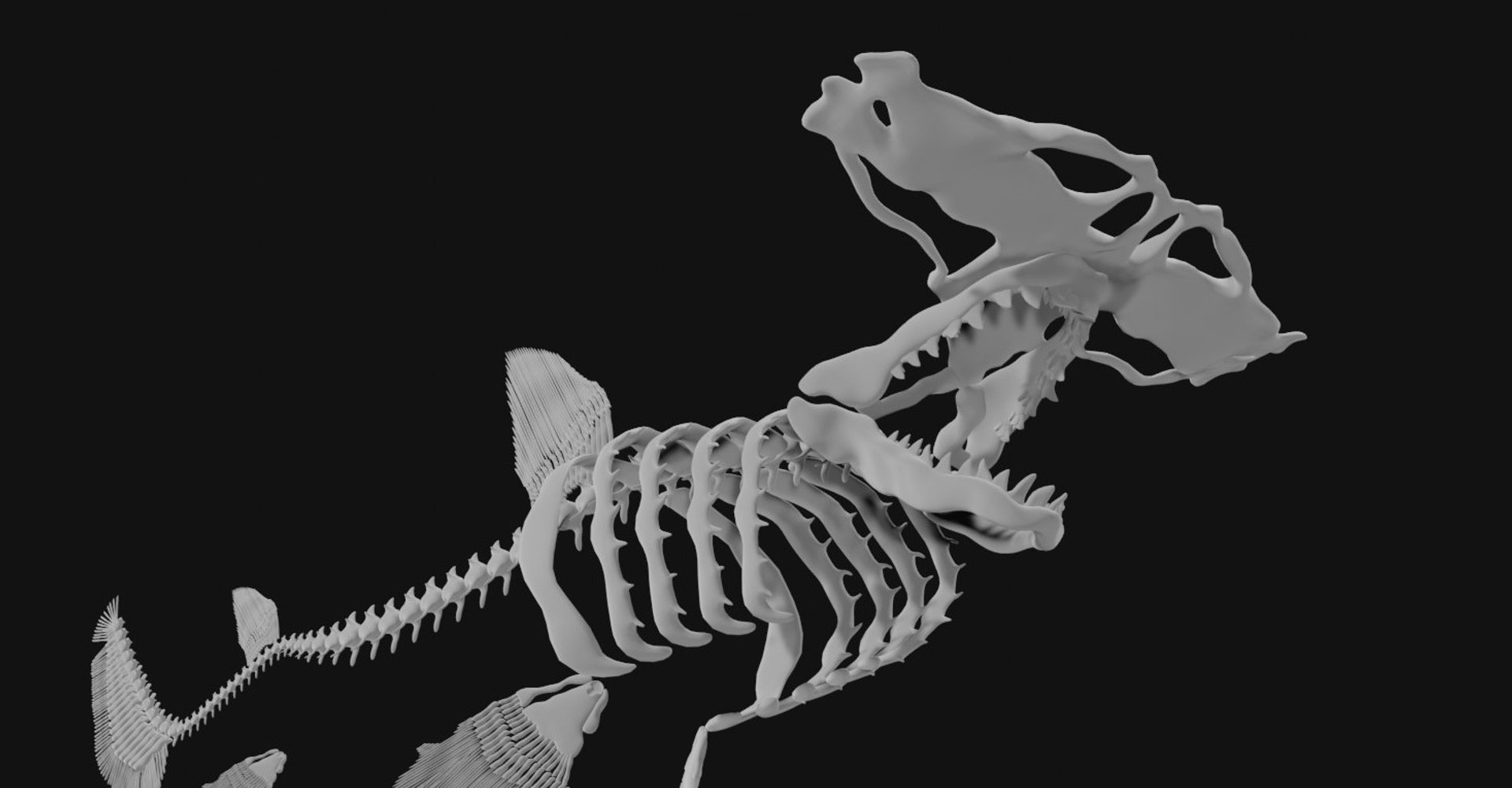 Hammerhead Shark Skeleton 3D Model - TurboSquid 1974975