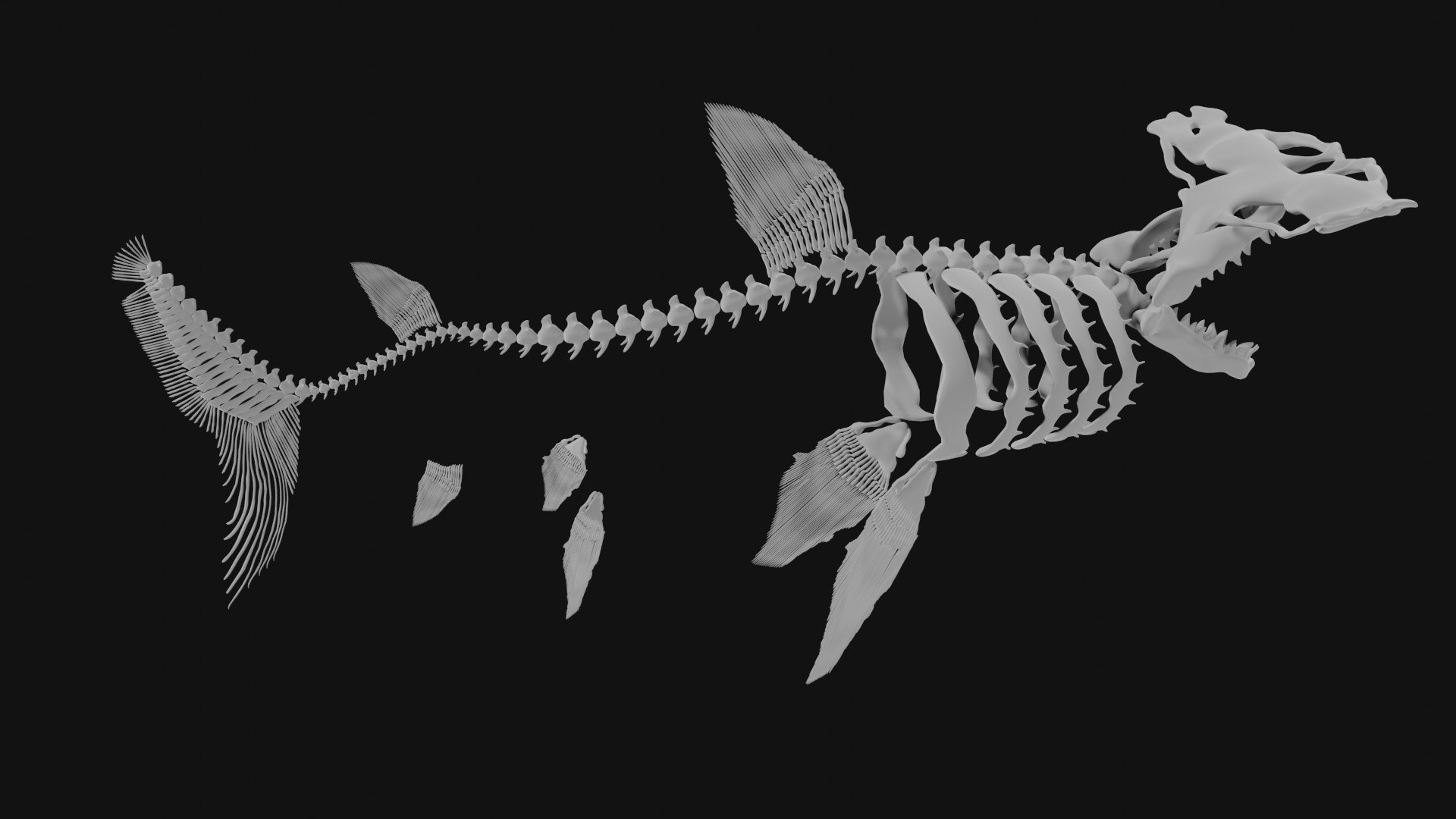 Hammerhead Shark Skeleton 3D Model - TurboSquid 1974975