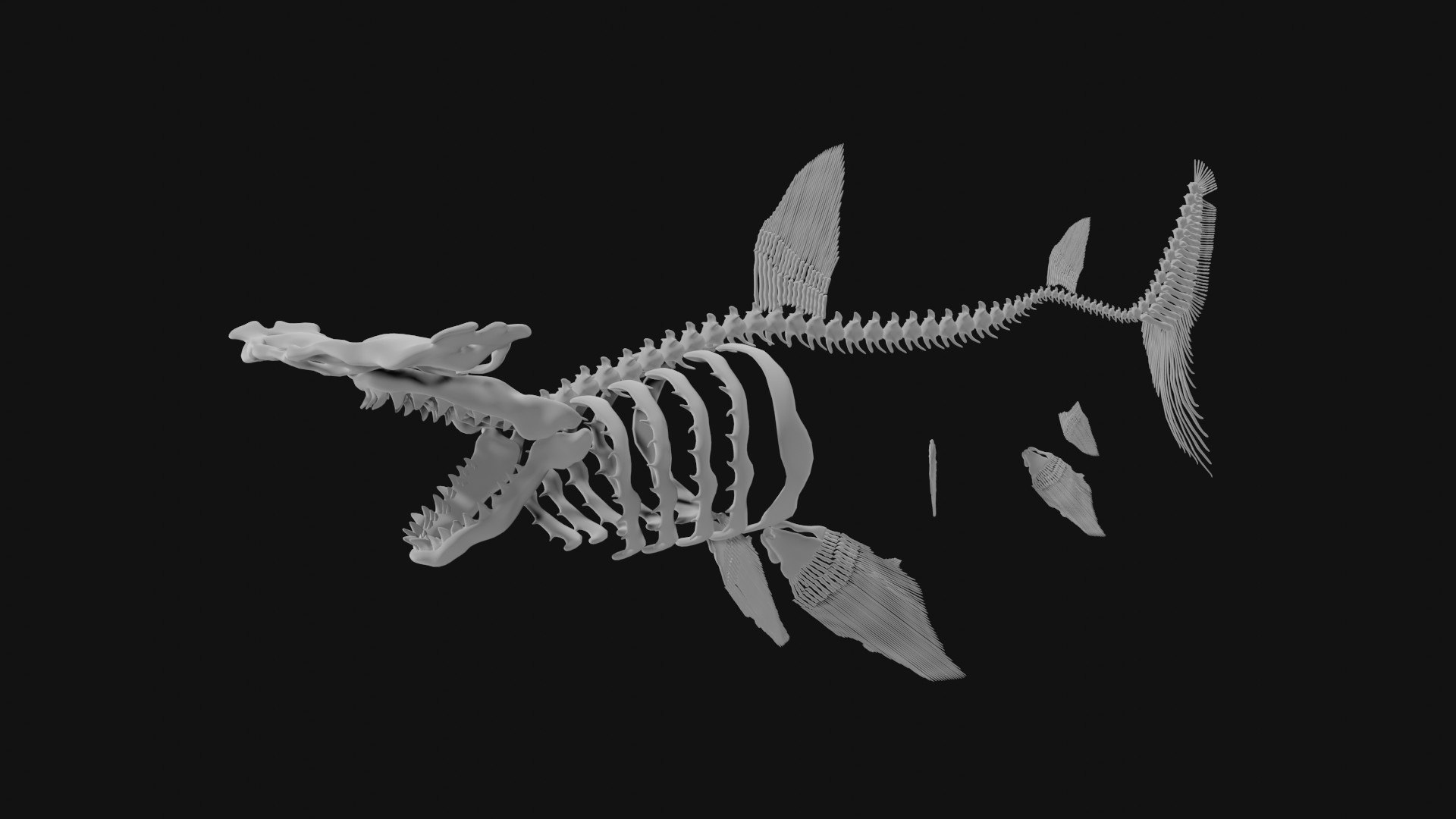 Hammerhead Shark Skeleton 3D Model - TurboSquid 1974975
