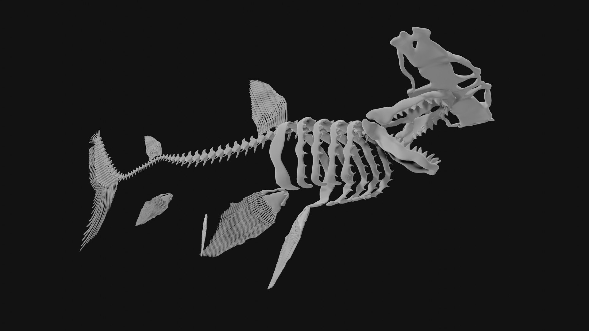 Hammerhead Shark Skeleton 3D Model - TurboSquid 1974975
