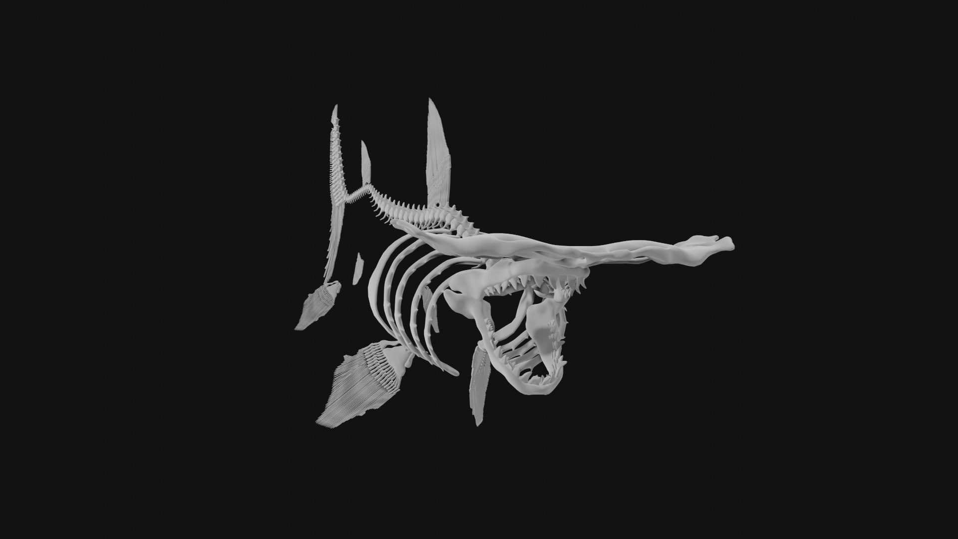 Hammerhead Shark Skeleton 3D Model - TurboSquid 1974975