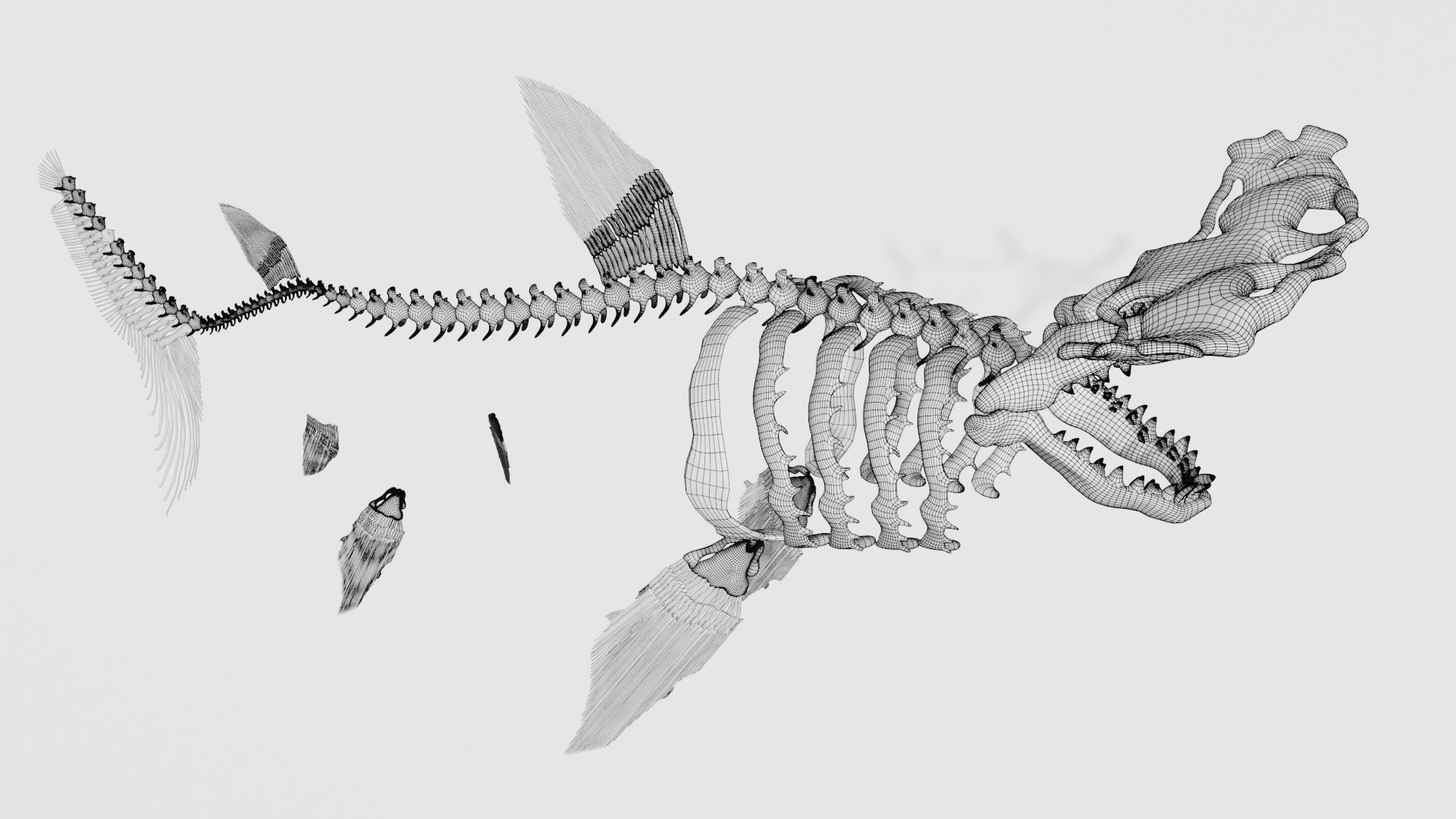 Hammerhead Shark Skeleton 3D Model - TurboSquid 1974975