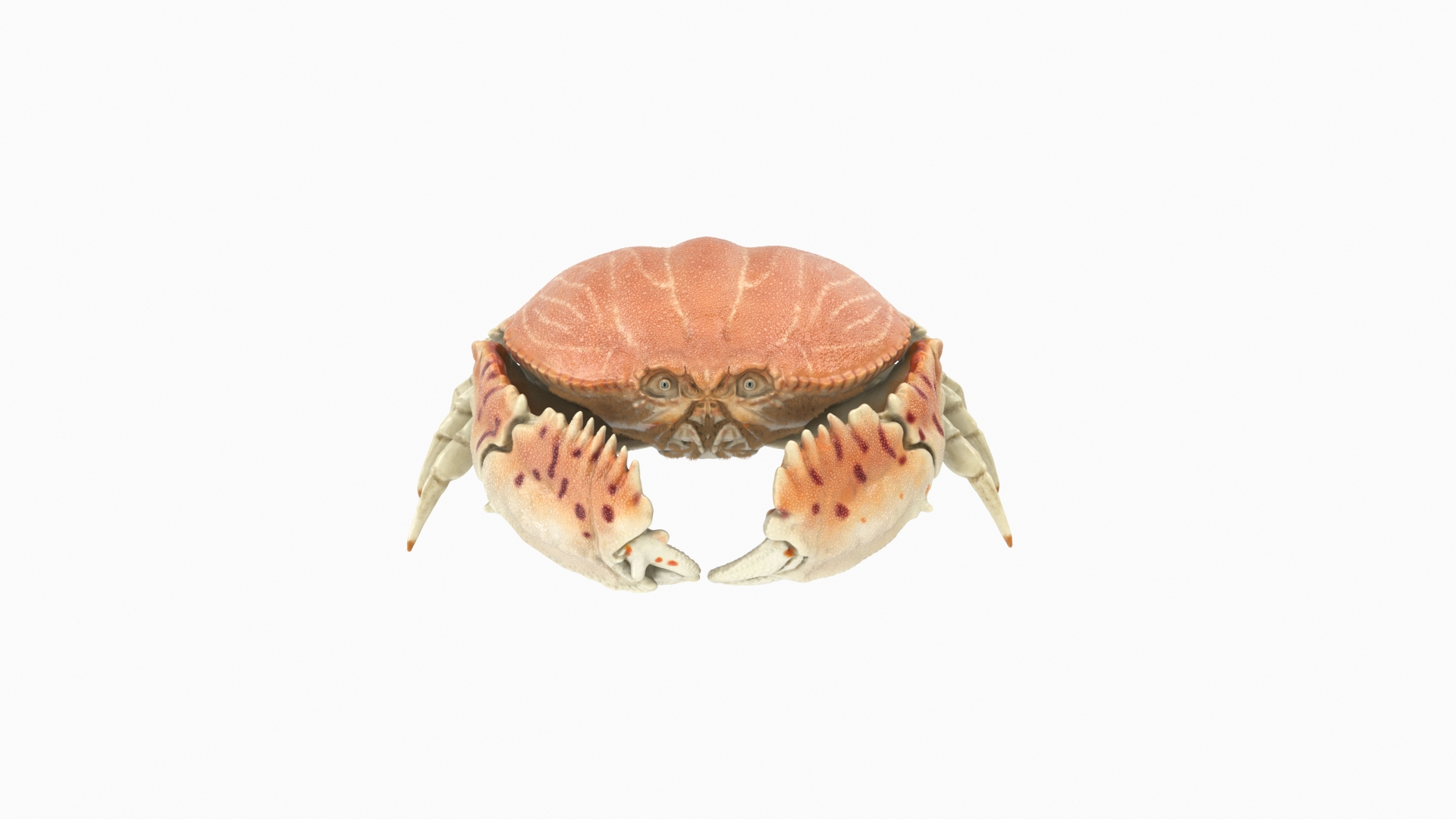 3D Common Box Crab - Animated - TurboSquid 1750455