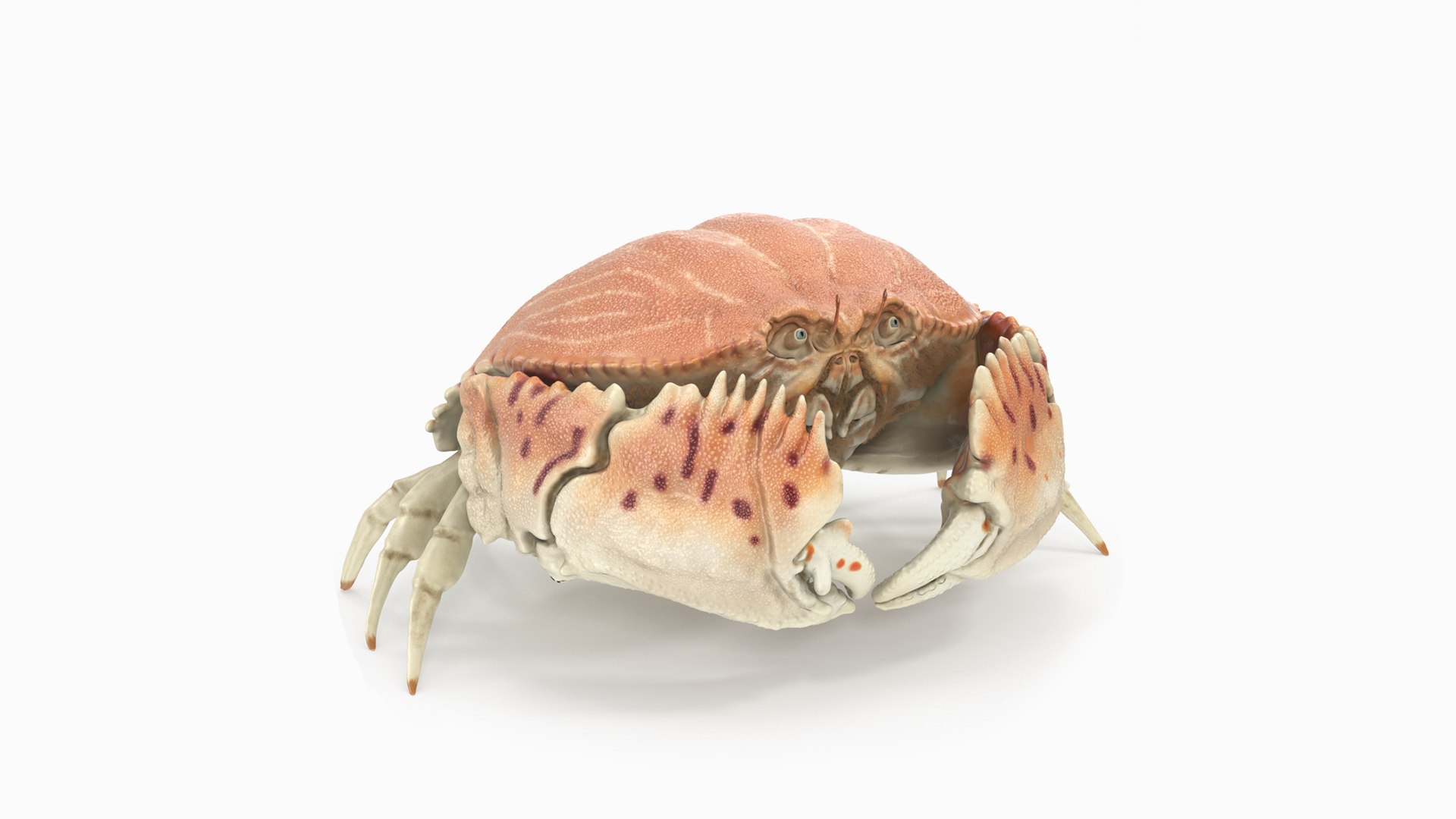 3D Common Box Crab - Animated - TurboSquid 1750455