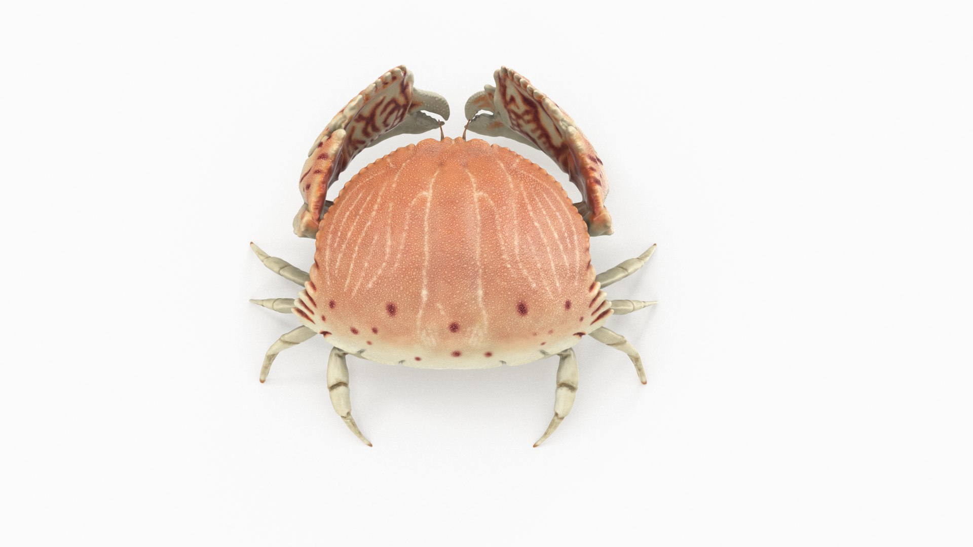 3D Common Box Crab - Animated - TurboSquid 1750455