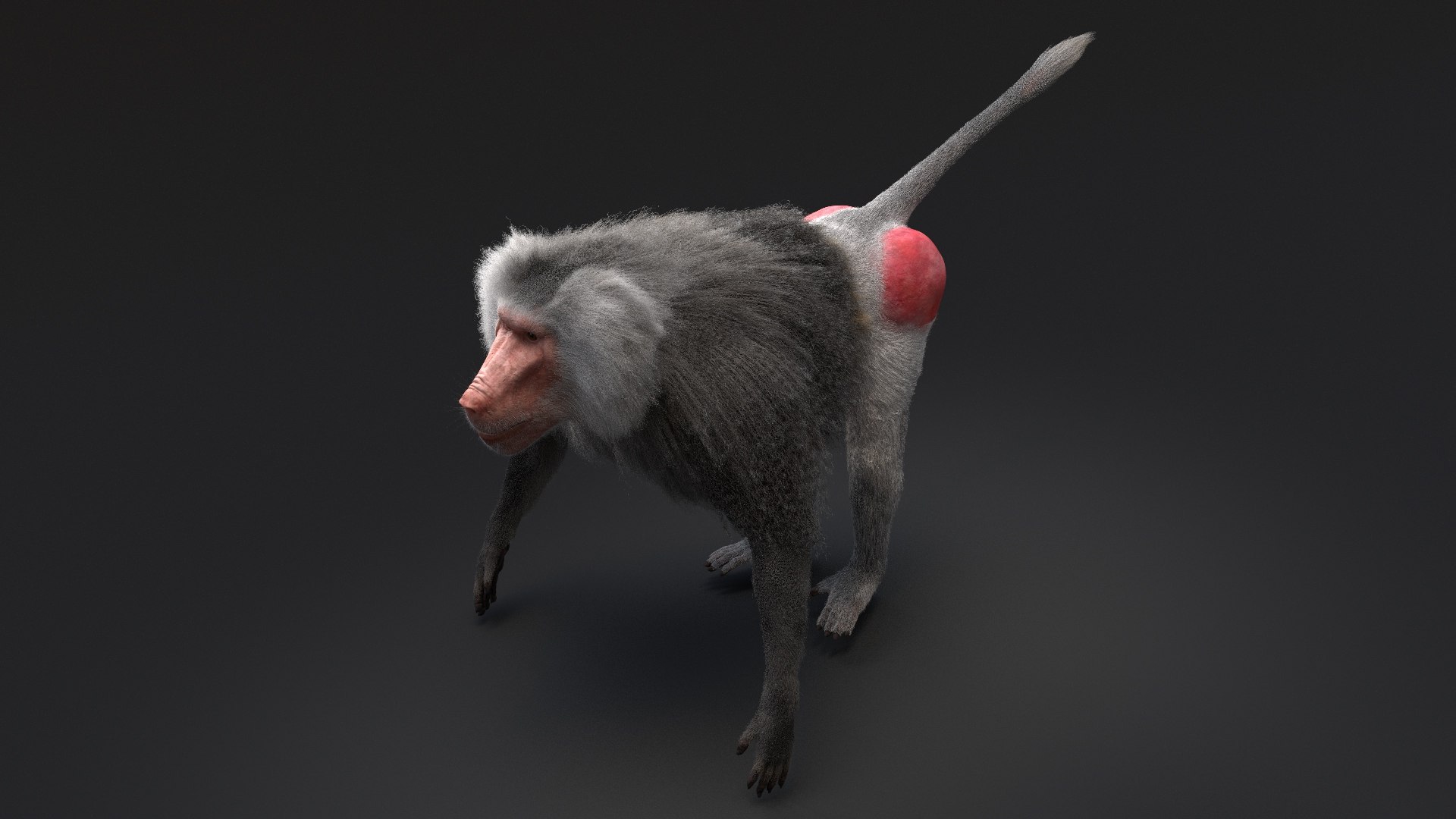 Realistic Baboon 3D Model - TurboSquid 1499122