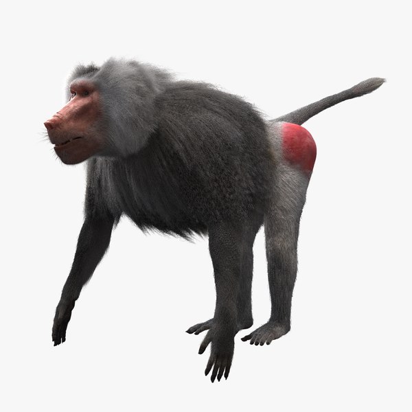 3D Monkey Models | TurboSquid