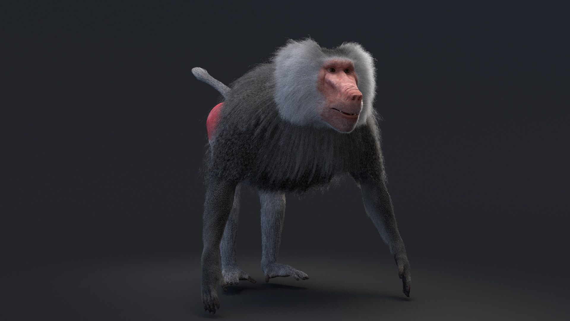 Realistic Baboon 3D Model - TurboSquid 1499122