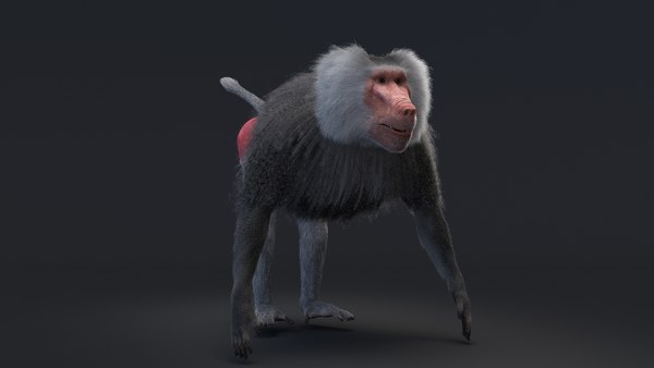 Realistic baboon 3D model - TurboSquid 1499122