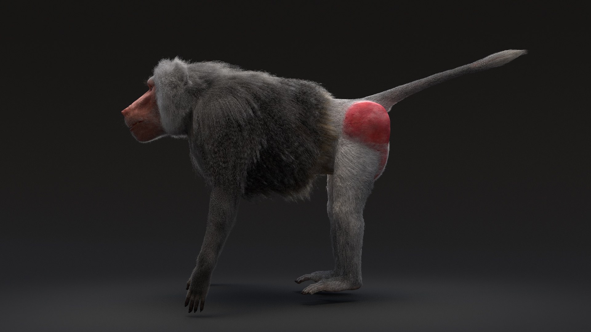 Realistic Baboon 3D Model - TurboSquid 1499122