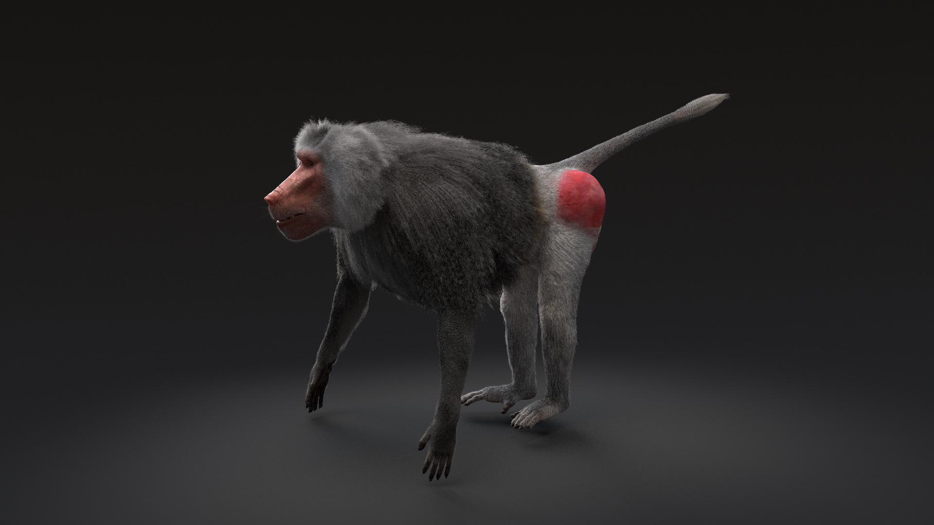 Realistic Baboon 3D Model - TurboSquid 1499122
