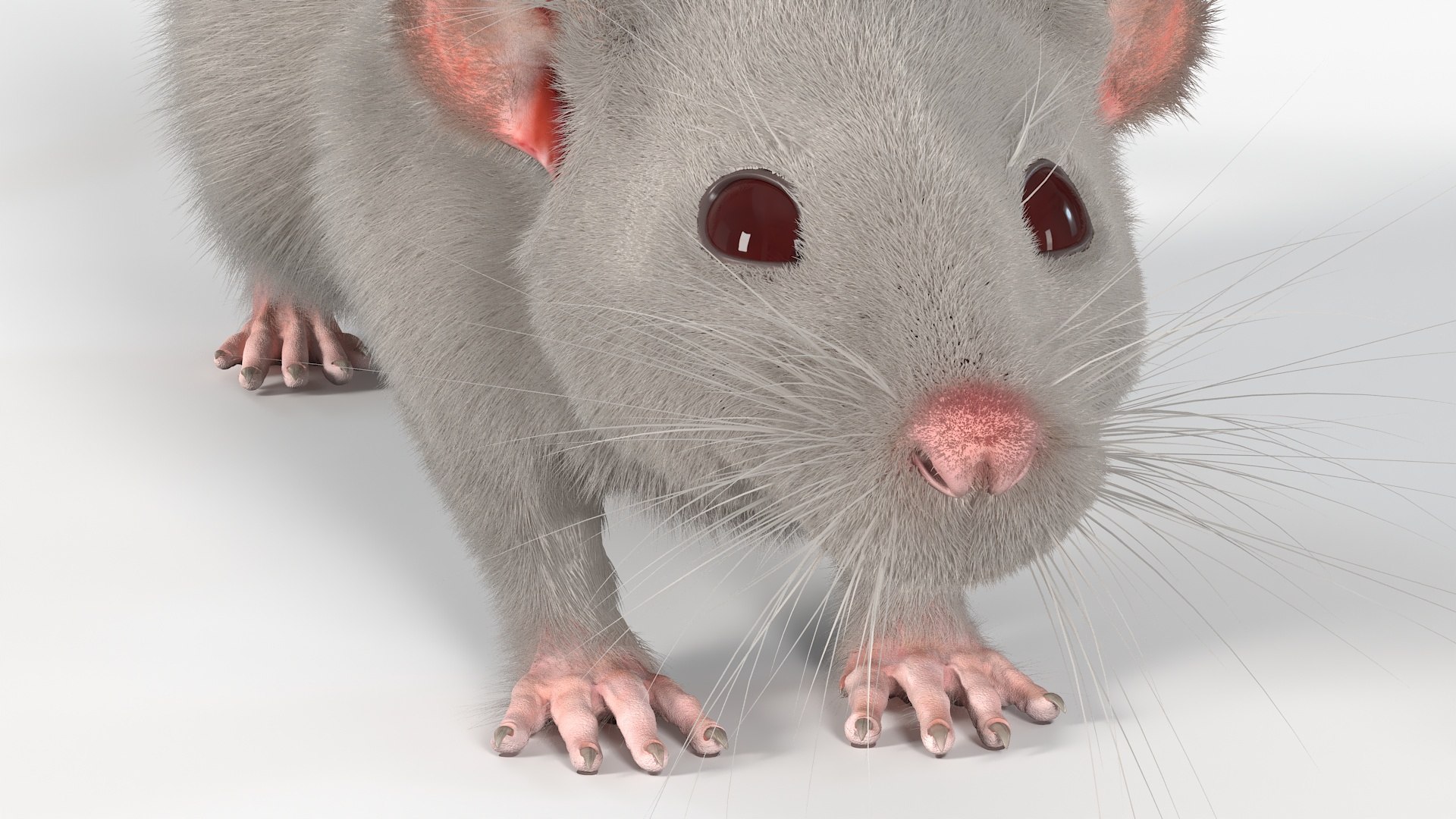 Lifelike Rodent White Rat 3D Model - TurboSquid 2302315