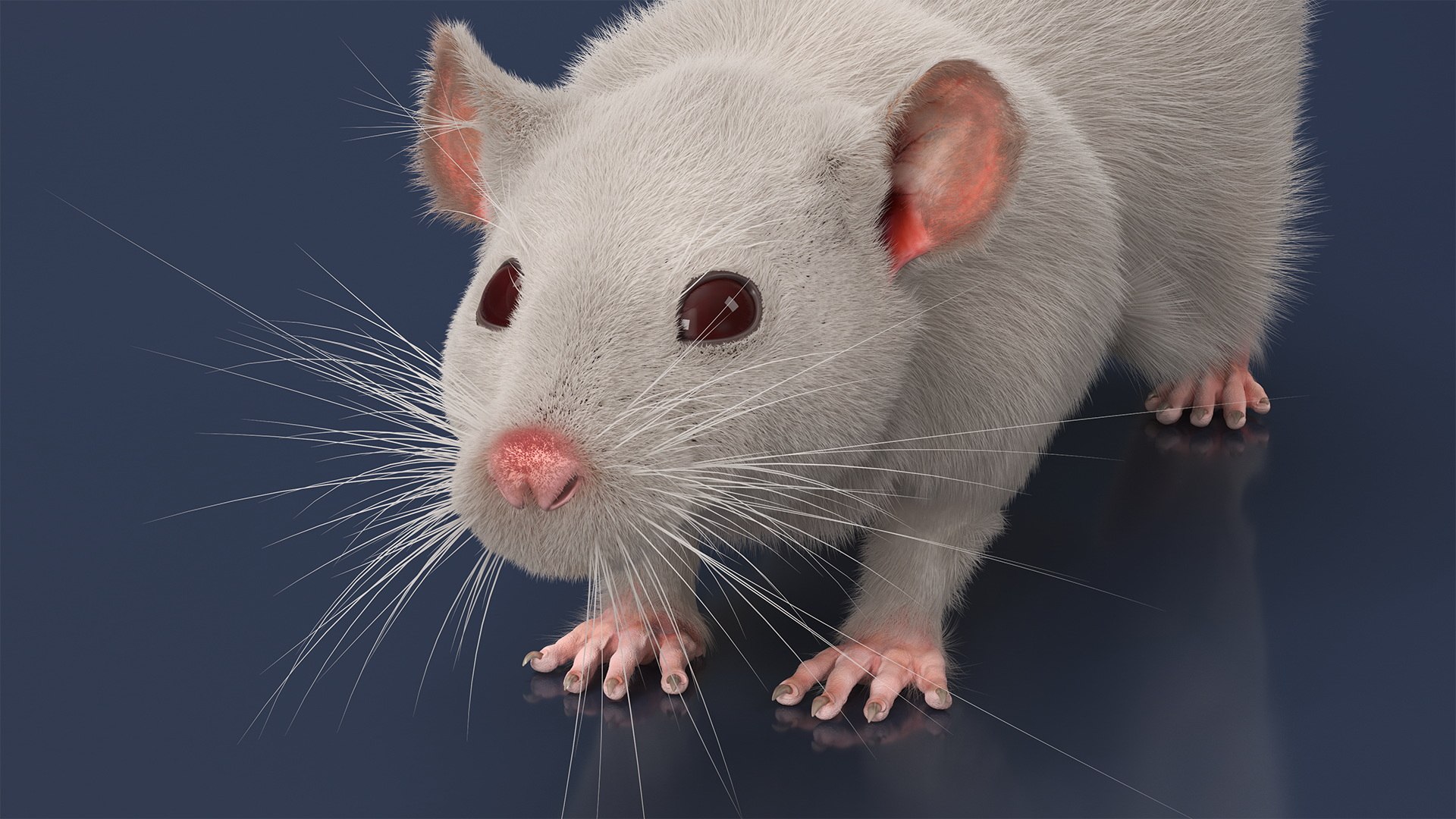 Lifelike Rodent White Rat 3D Model - TurboSquid 2302315