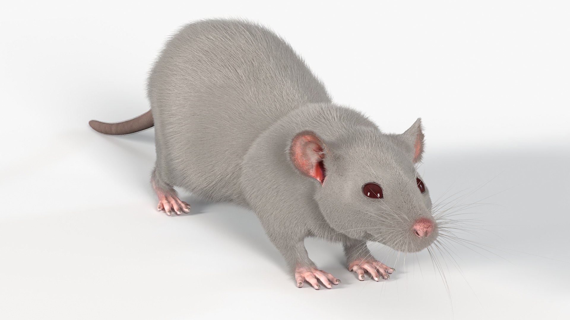 Lifelike Rodent White Rat 3D Model - TurboSquid 2302315