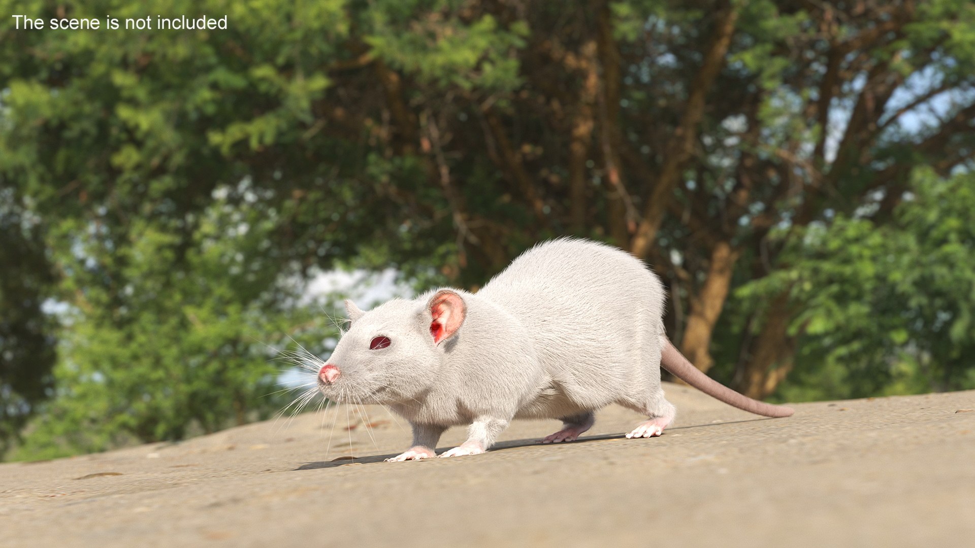 Lifelike Rodent White Rat 3D Model - TurboSquid 2302315