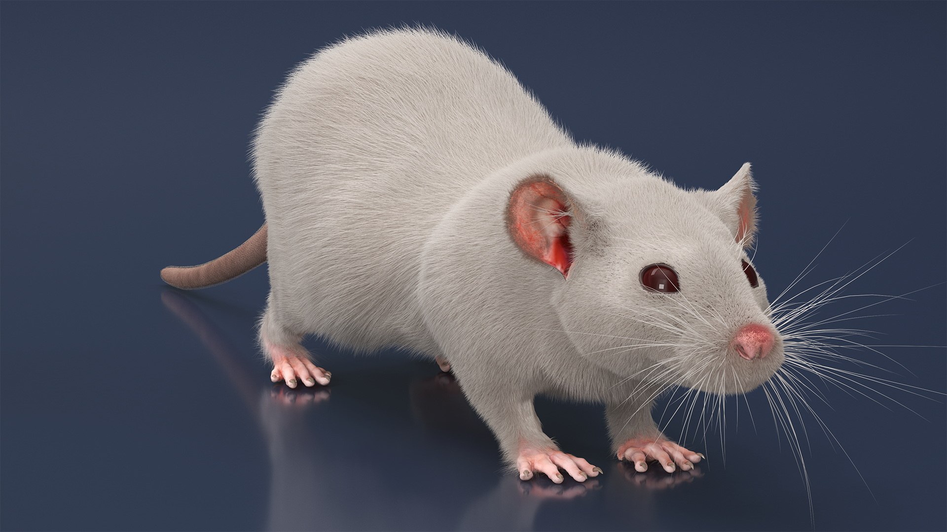 Lifelike Rodent White Rat 3D Model - TurboSquid 2302315